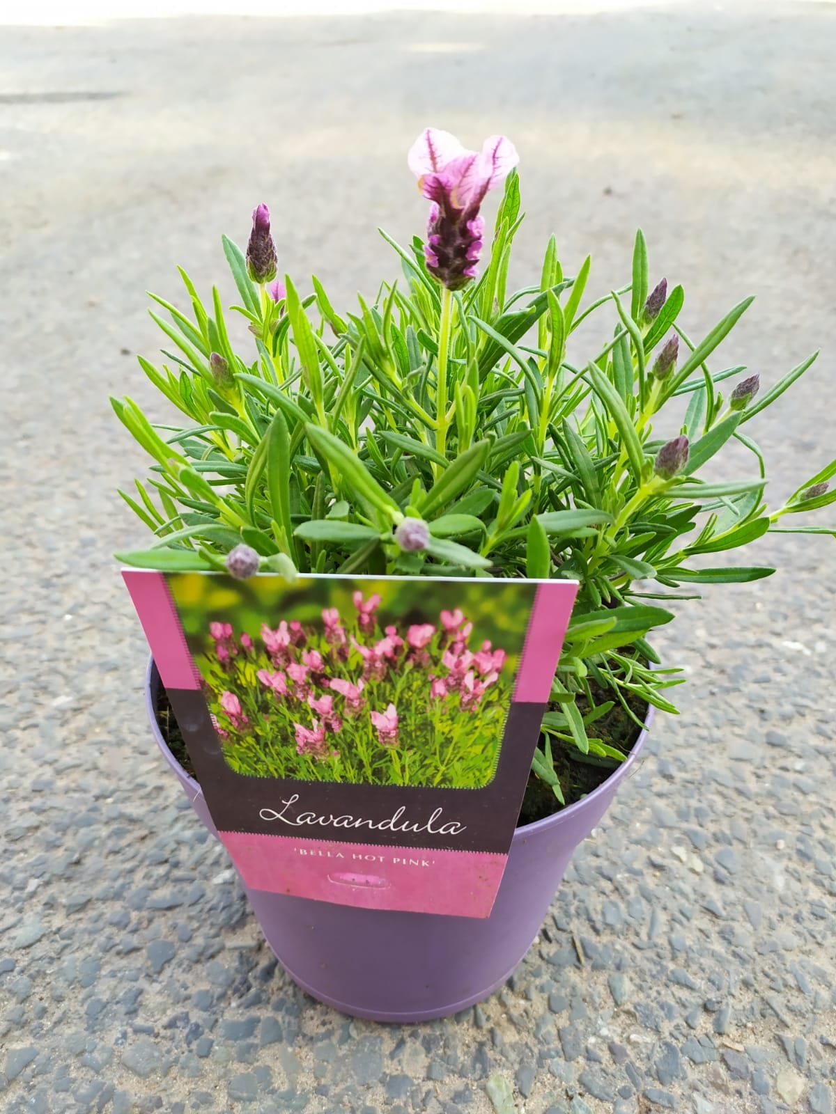 Lavender "Bella Hot Pink" West Midlands | Singletons Nurseries, Bromsgrove
